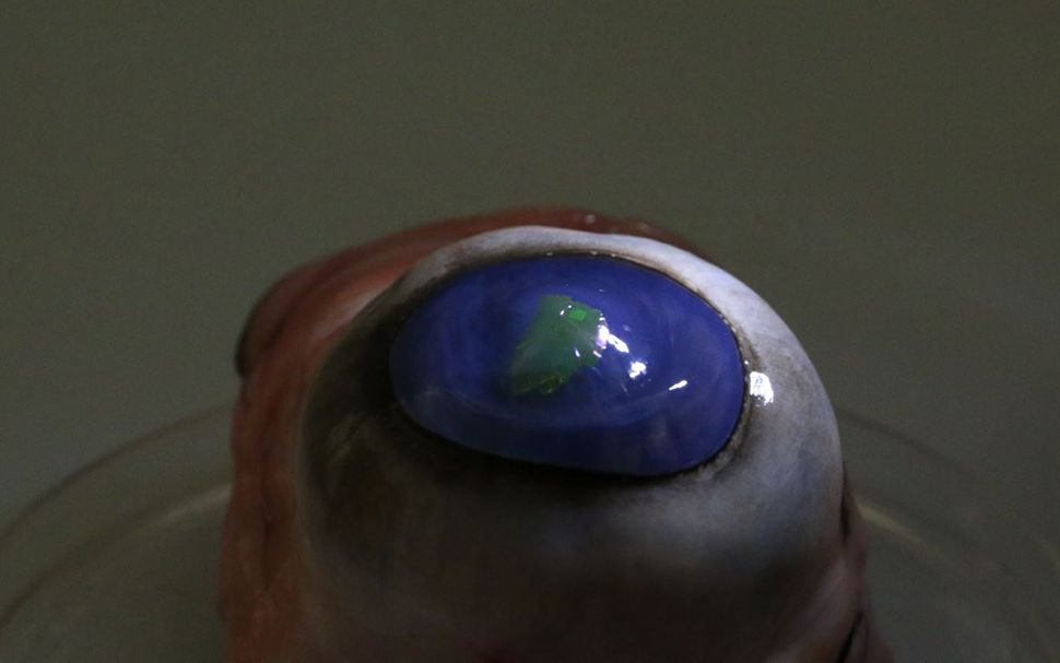 Cow Eyes with Frickin' Laser Beams Could Aid Security | Live Science