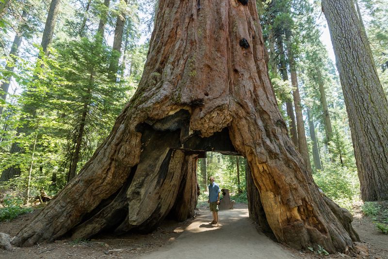 California's Iconic Drive-Through Tree Felled by Winter Storm | Live ...