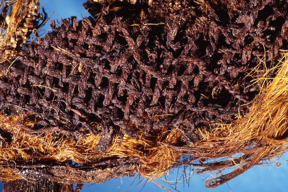 In photos: Egypt's oldest mummy wrappings | Live Science