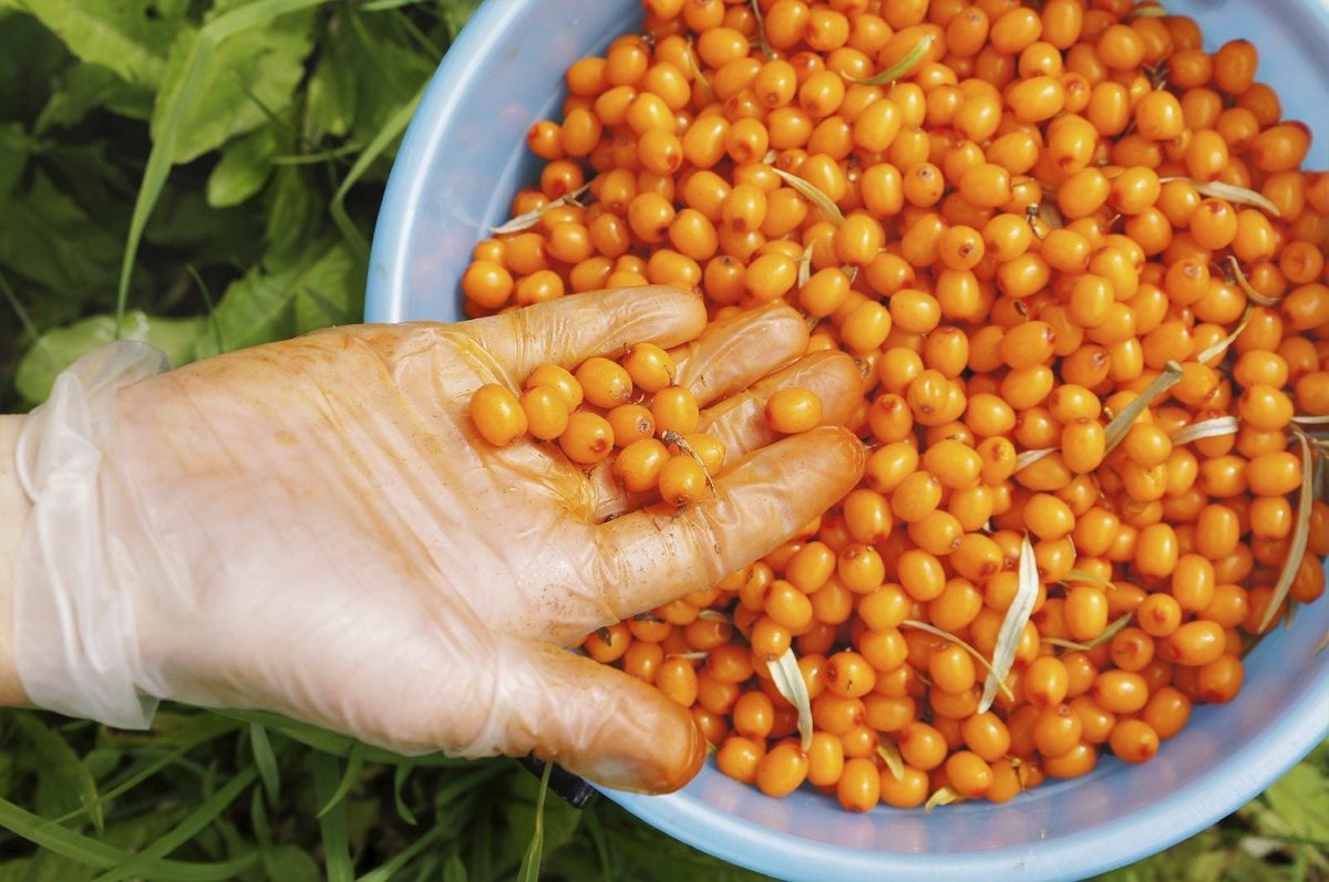 Sea Buckthorn Harvest Time - When Are Seaberries Ripe And How To Pick ...