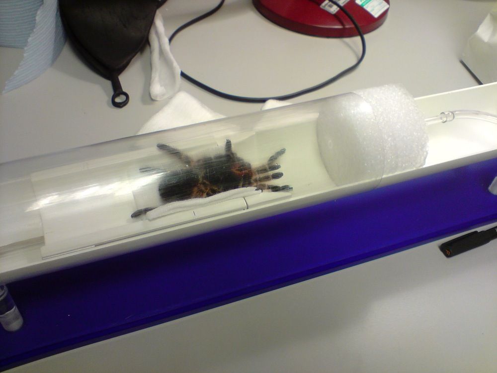 Images Reveal Spider's Double-Beating Heart | Live Science