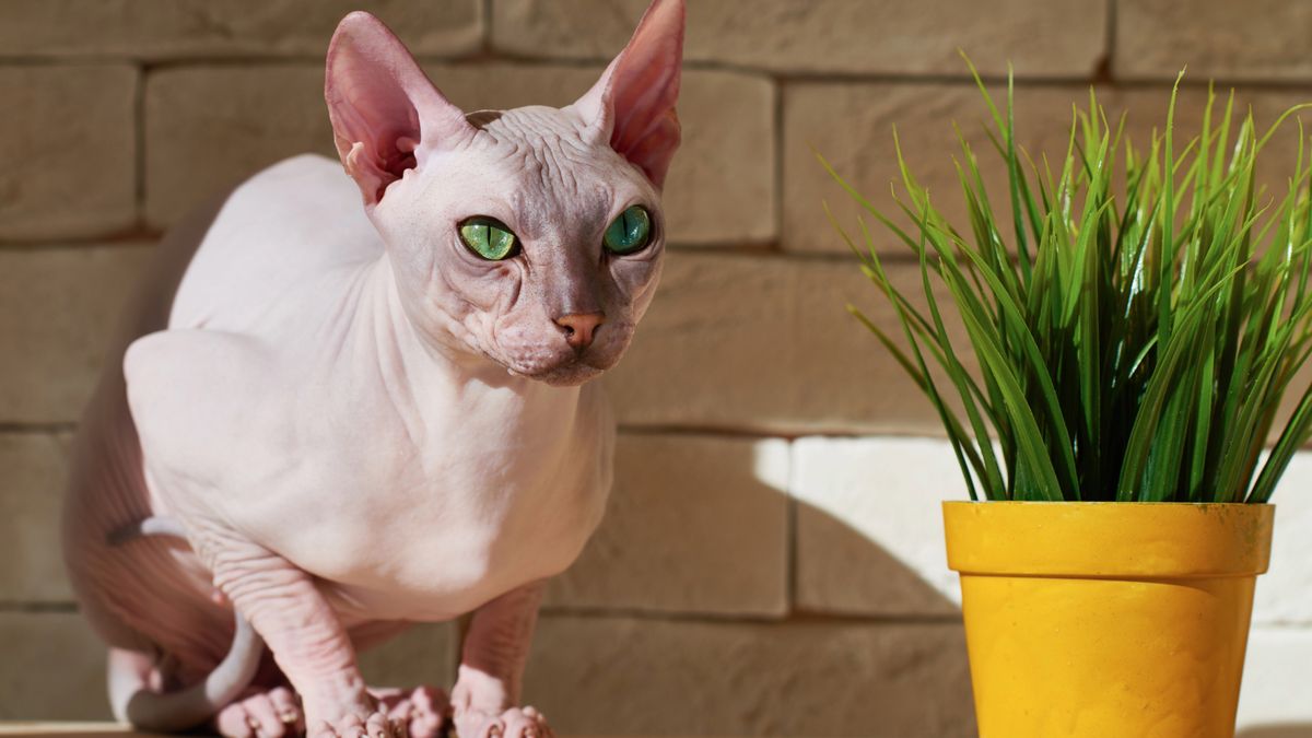 32 things you need to know about sphynx cats | PetsRadar
