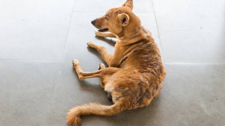 Mites on dogs: How to recognize and treat these parasites | PetsRadar