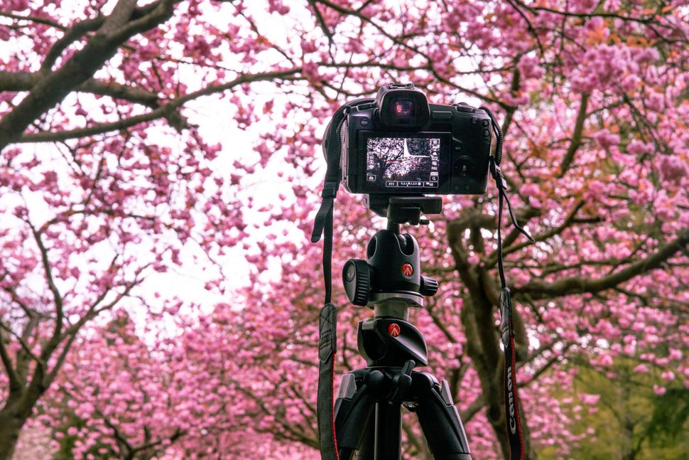 A vision in pink: shoot incredible images of blossom | Digital Camera World