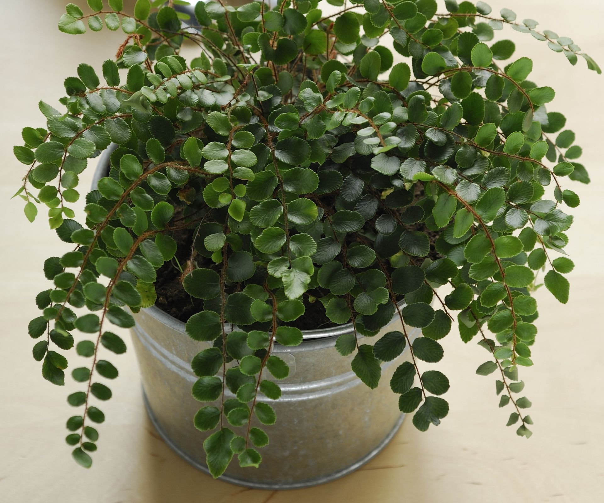 Best ferns to grow indoors: 5 expert picks | Homes and Gardens