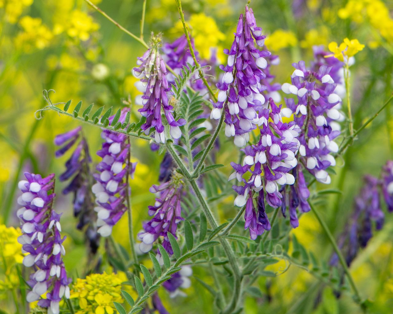 Recharge Your Soil Over Winter With Cover Crops: 6 To Plant | Gardening ...