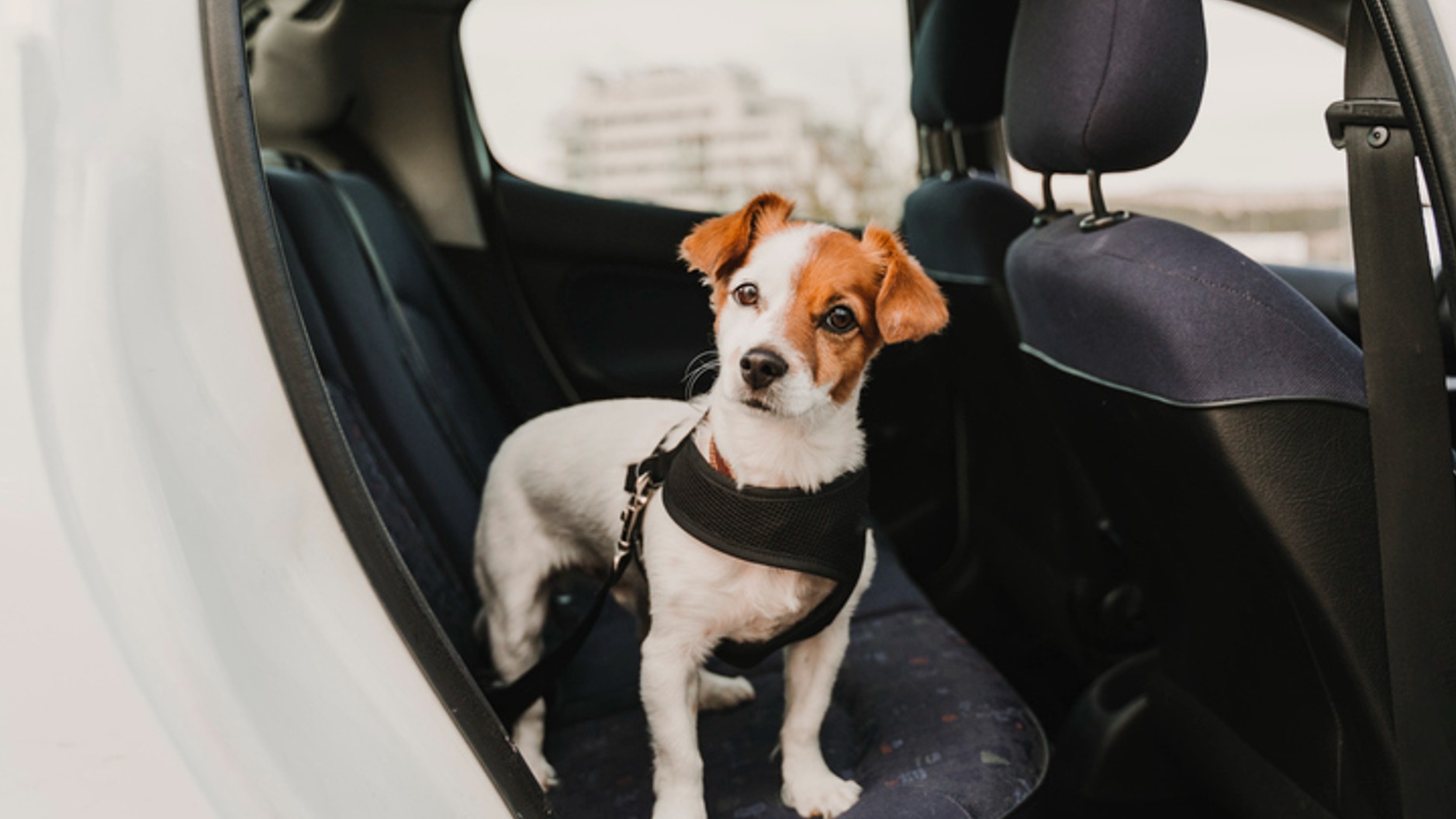 How to restrain a dog in a car | PetsRadar