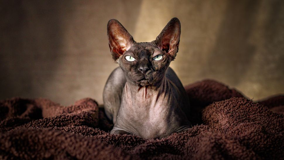 32 things you need to know about sphynx cats | PetsRadar