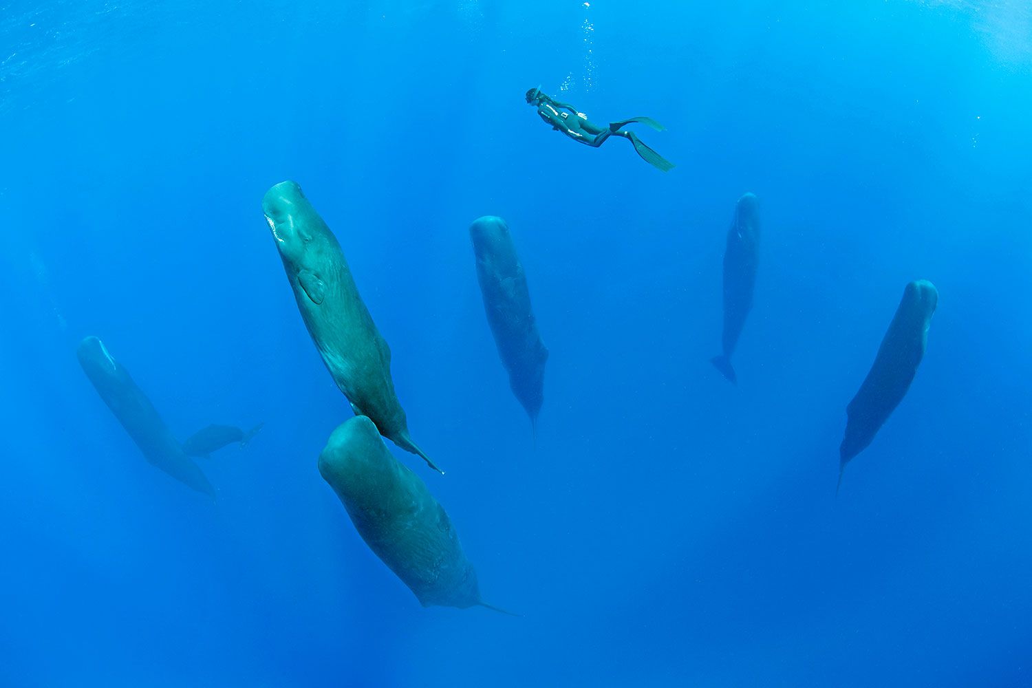 'Tail-Standing' Sleeping Whales Snooze in Stunning Photo | Live Science