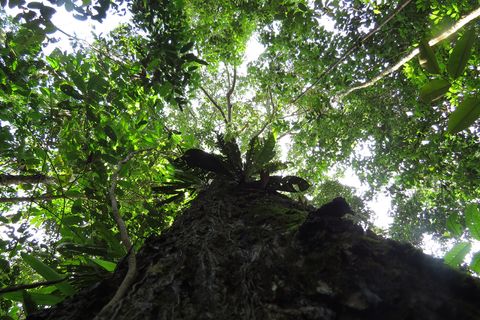 Amazon Photos: Trees That Dominate the Rain Forest | Live Science