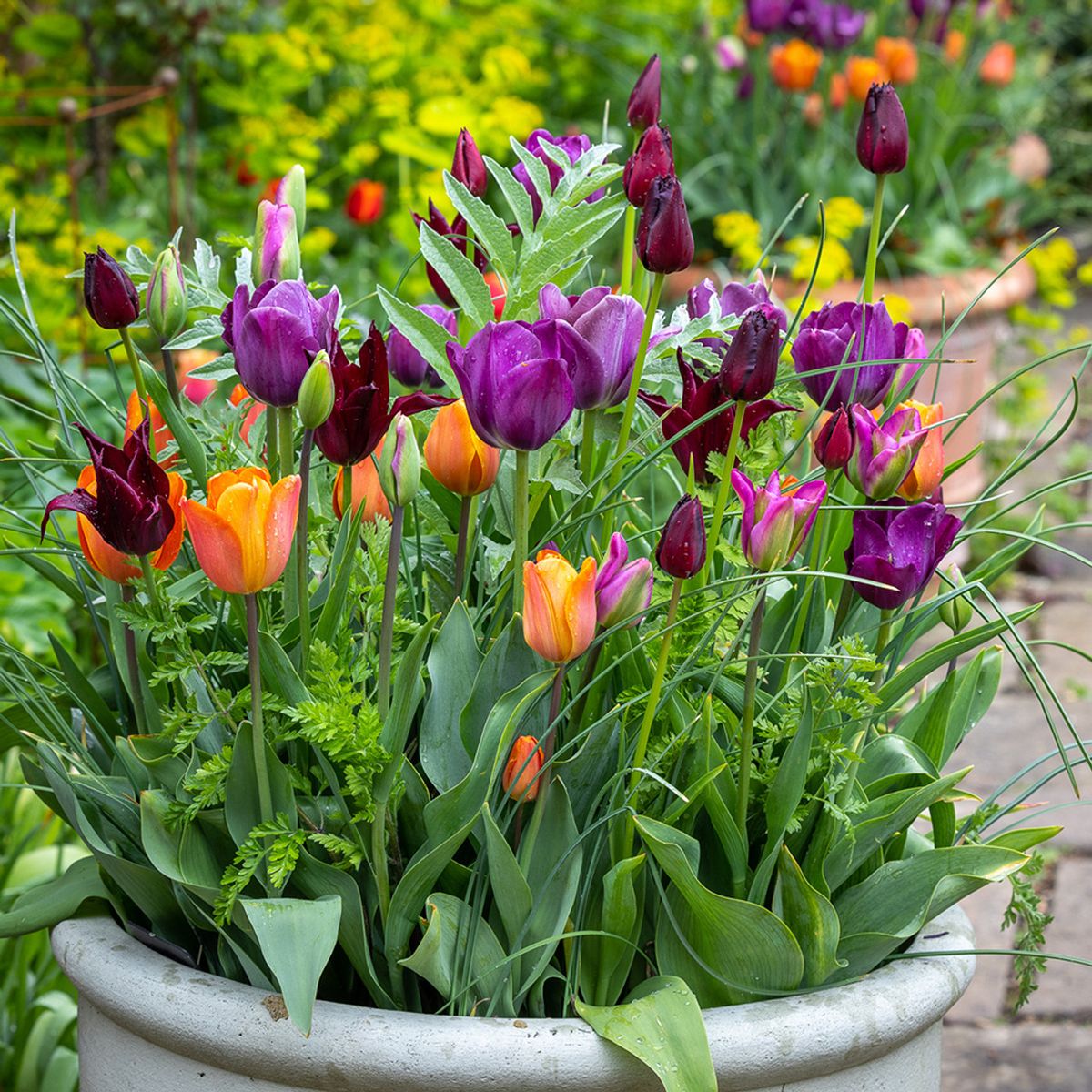 The best spring bulb deals available right now | Homebuilding