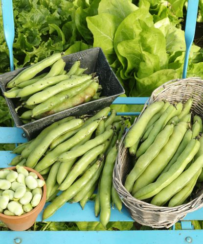 How to grow broad beans: add these low-maintenance crops to your veg ...