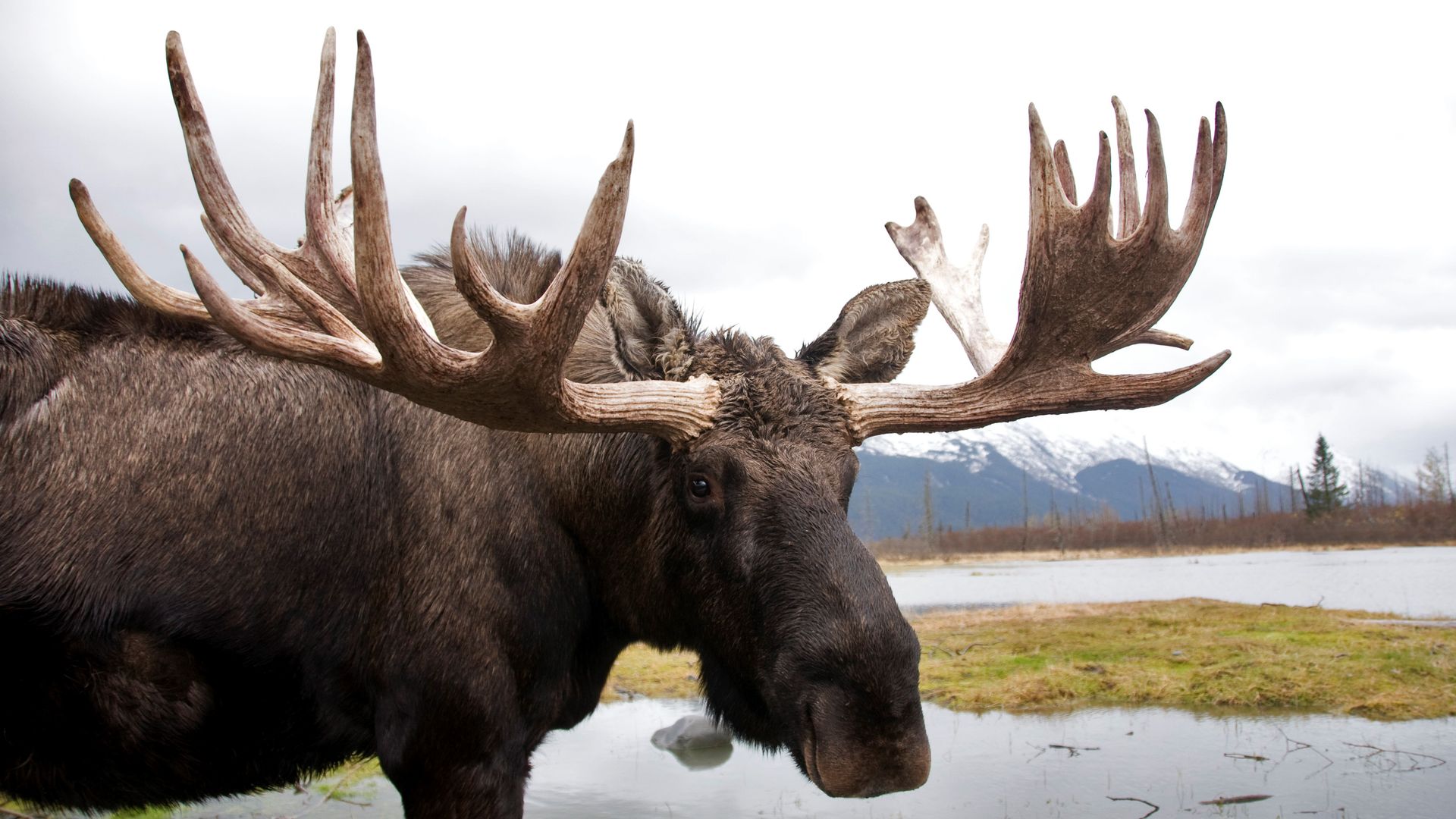 See hiker take cover behind trees while magnificent bull moose saunters ...