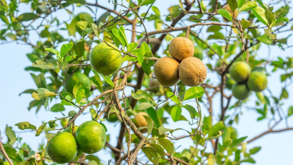 Five Common Lemon Tree Diseases – And How To Avoid Them! | Gardening ...