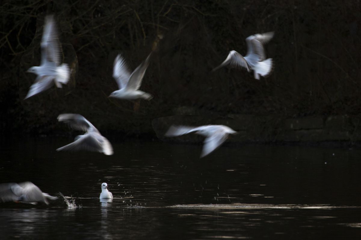 Use a slow shutter speed to inject movement into your wildlife ...