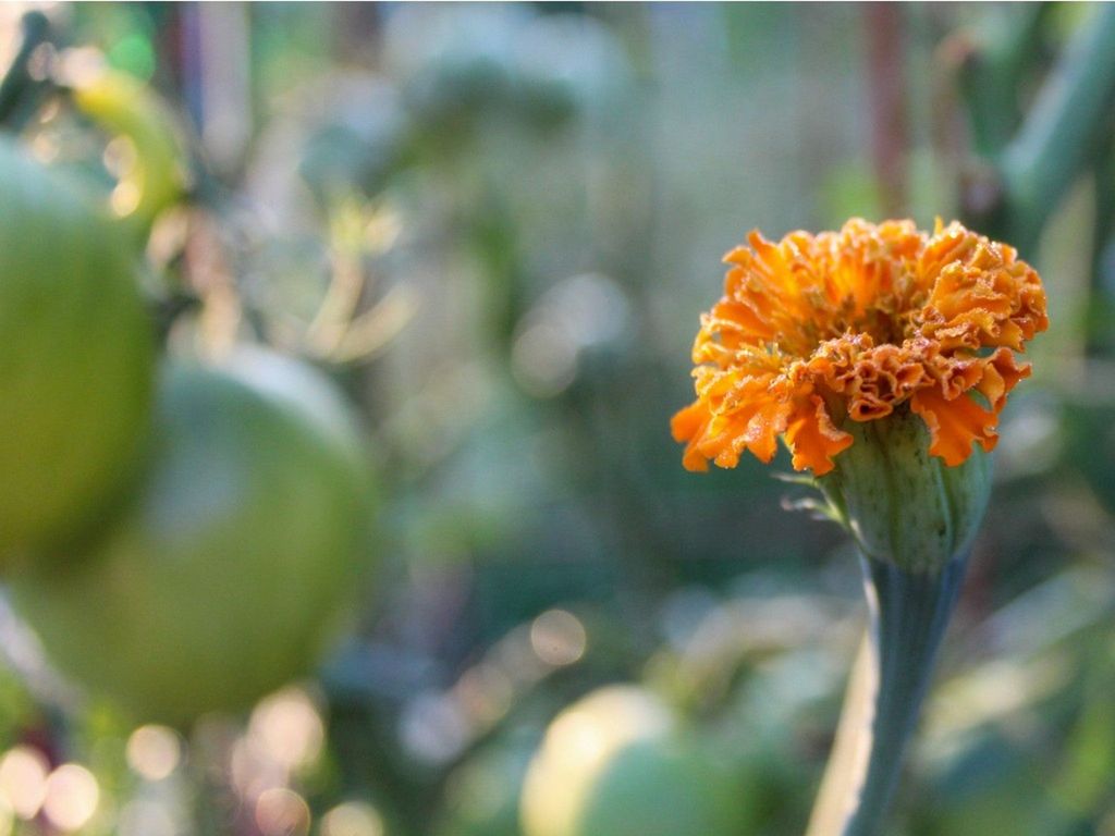 Planting Marigolds With Tomatoes - Benefits Of Growing Tomatoes And ...