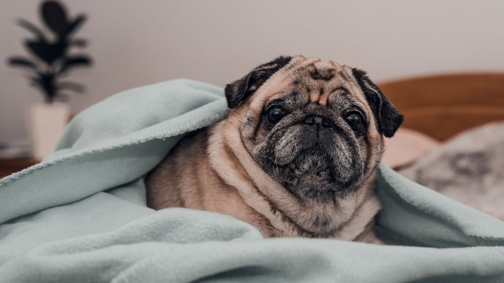 32 dog breeds that are all about taking it easy. | PetsRadar