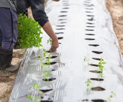 Mulching a vegetable garden: the many benefits revealed | Homes and Gardens