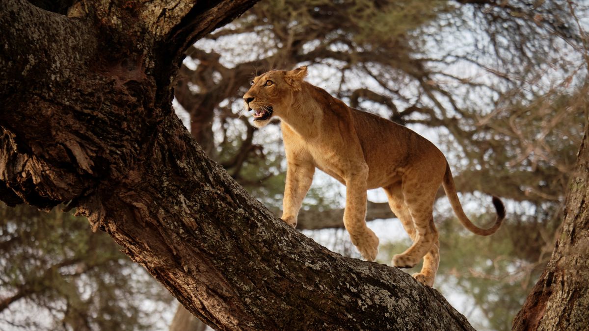 6 wildlife photography tips from a pro | Advnture