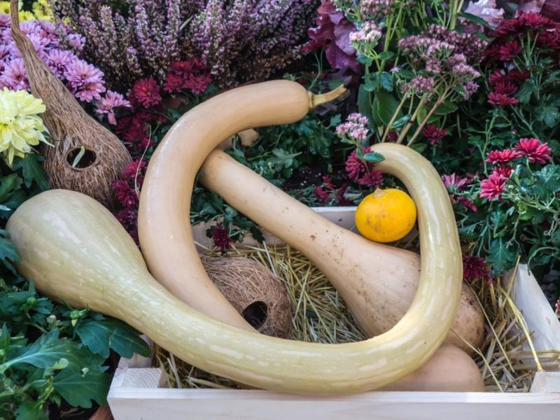 Tips & Information about Squash | Gardening Know How