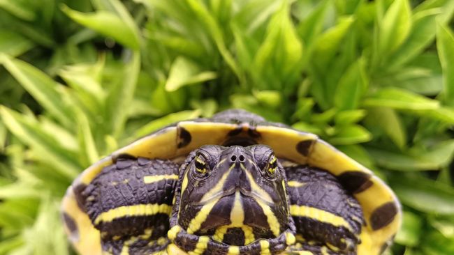 32 tips for taking care of pet turtles | PetsRadar