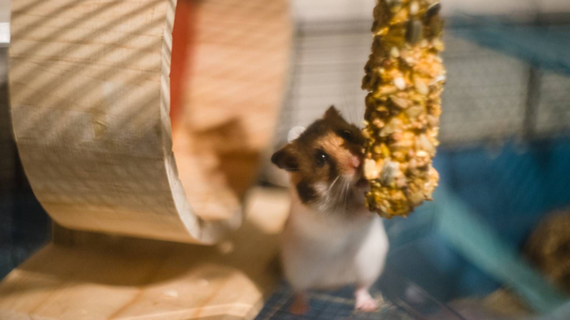Best hamster toys: Keep your pocket-sized pal happy | PetsRadar