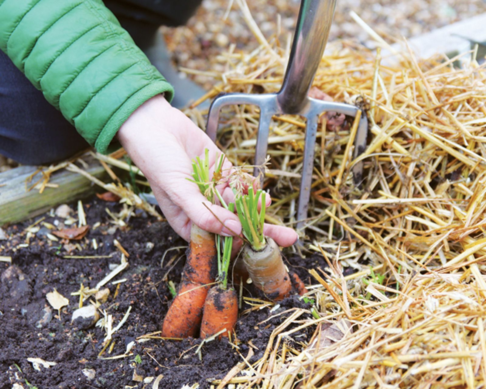 How to store carrots from the garden to keep them fresh | Gardeningetc