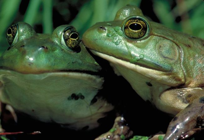 Pictures: Cute and Colorful Frog Images | Amphibians | Live Science
