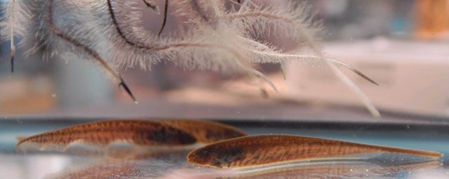 Electric Fish Advertise Their Bodies | Live Science