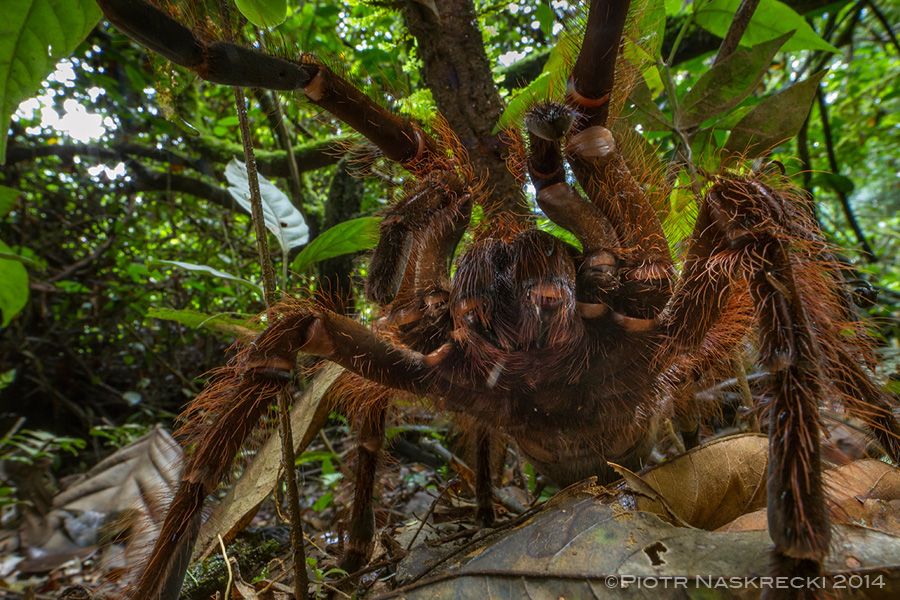 Goliath Birdeater: Images of a Colossal Spider | Live Science