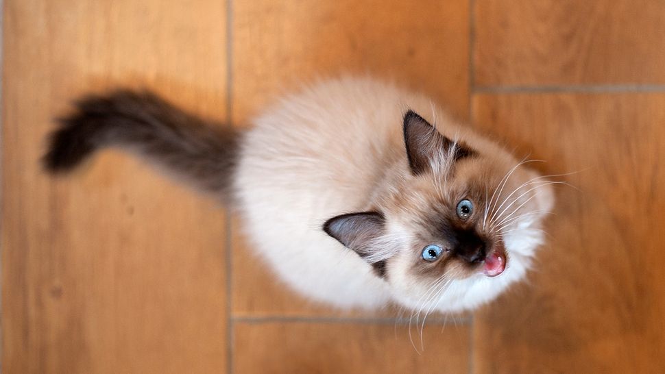 Why is my kitten crying? Four common reasons for excessive meowing ...