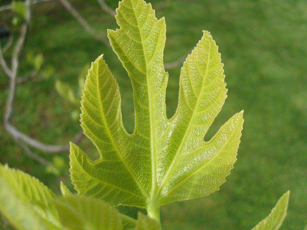 Fig Disease Problems - Learn About Common Diseases Of Fig Trees ...