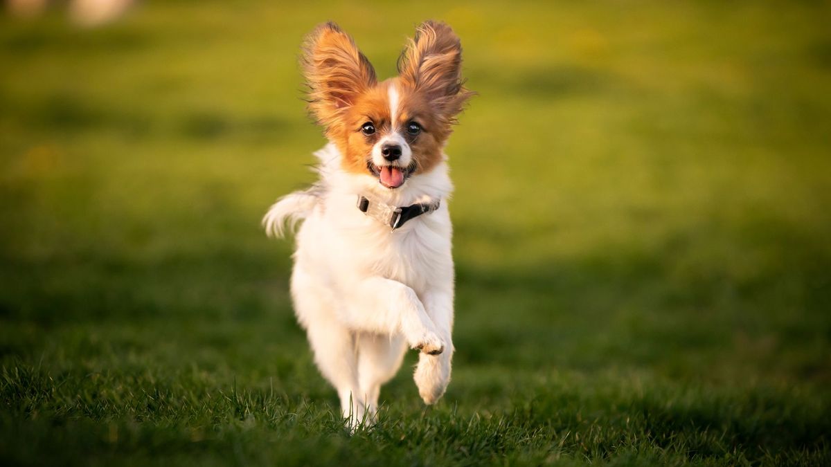 32 dog breeds that can't get enough playtime | PetsRadar