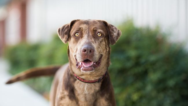 32 of the best outdoor dogs | PetsRadar