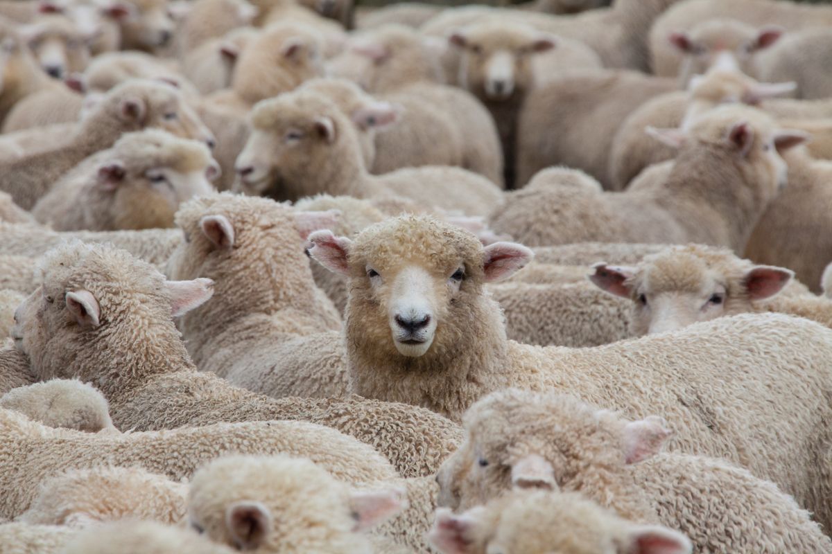 Sheep fleece paths provide eco-friendly alternative for nature reserve ...