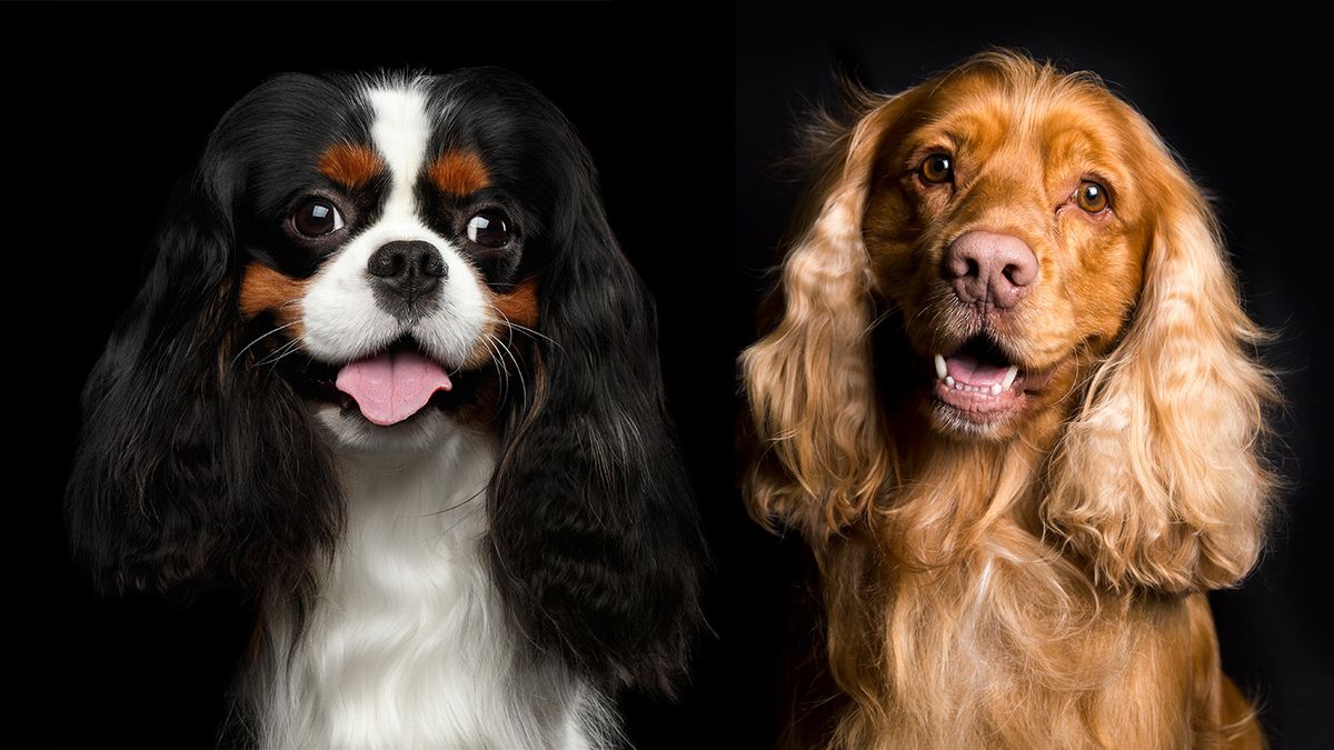Cavalier King Charles Spaniel vs. Cocker Spaniel | PetsRadar
