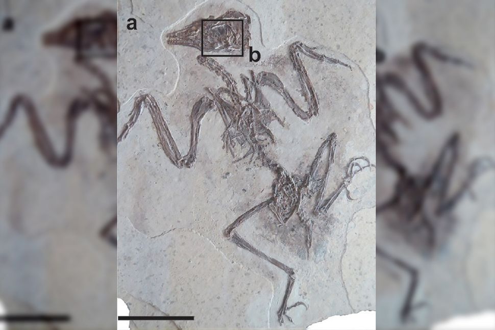 This Bird 'Eyeball' Survived 120 Million Years | Live Science