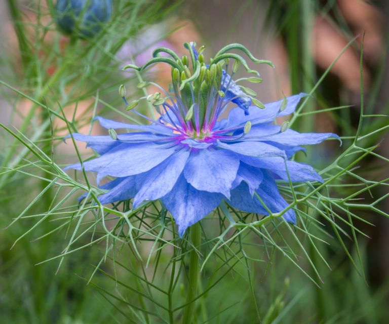 Best flowers to sow in the fall: 16 beautiful blooms | Homes and Gardens