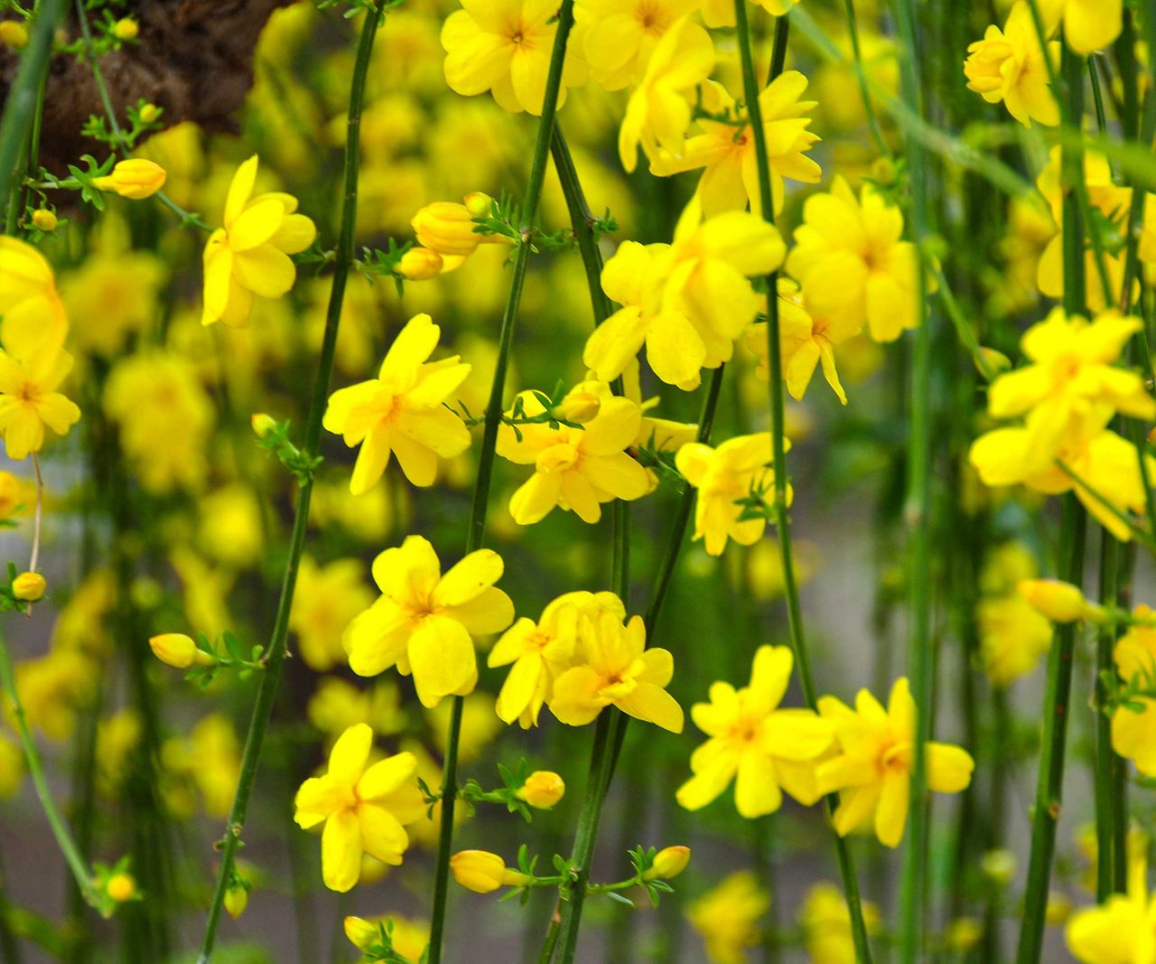 How to grow winter jasmine: expert advice | Homes and Gardens