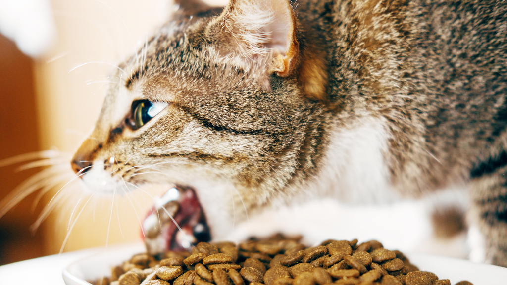 Cat throwing up food after eating? We asked a vet what you can do ...