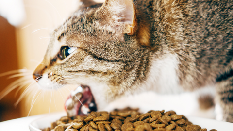 Cat throwing up food after eating? We asked a vet what you can do ...
