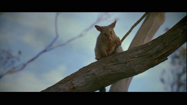 50 Greatest Talking Movie Animals: Page 4 - Page 4 | GamesRadar+