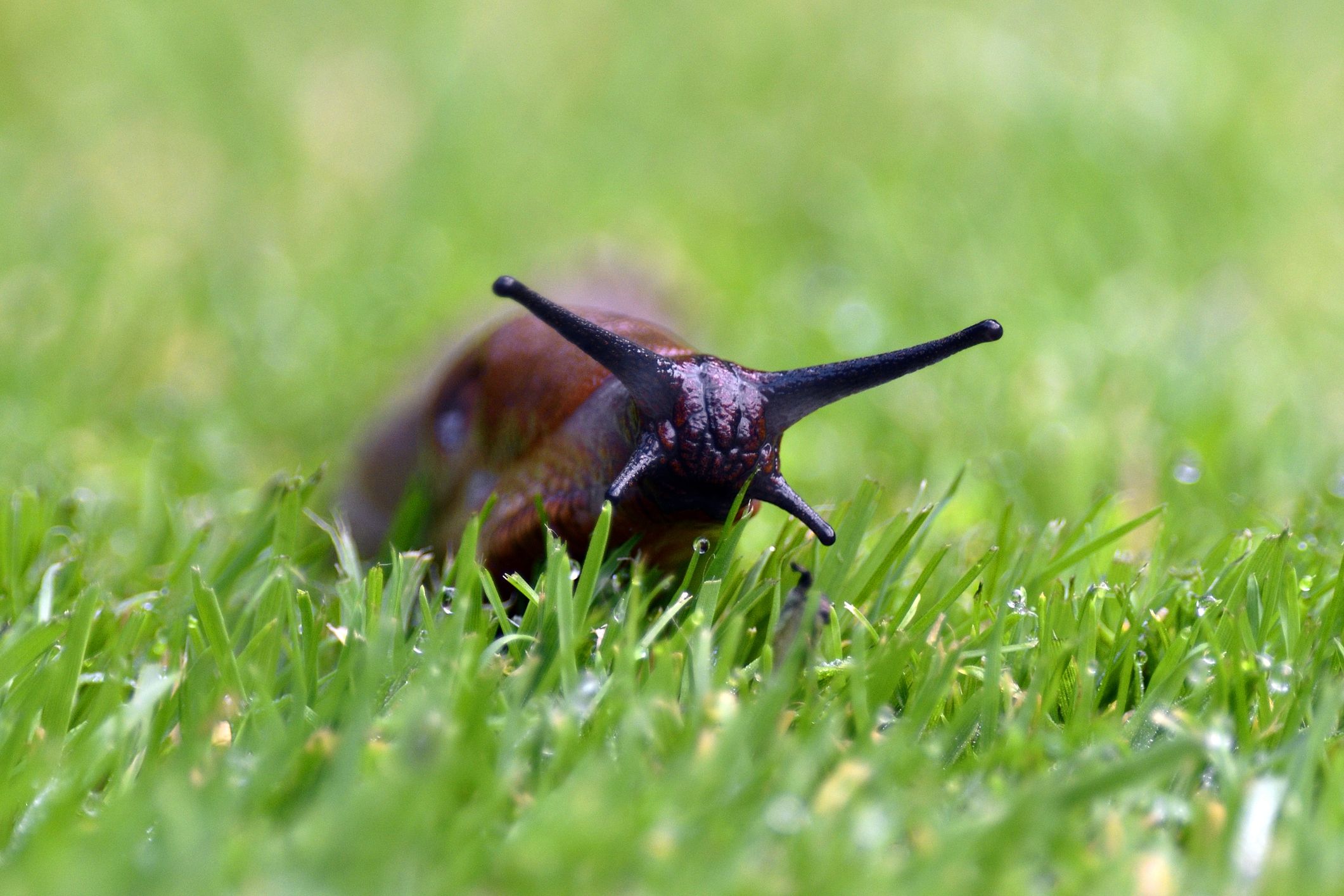 Alan Titchmarsh: I've tried every slug control known to man, and these ...