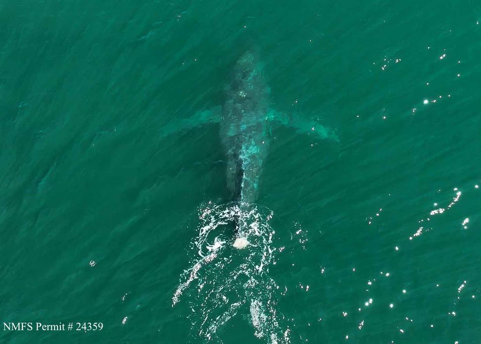Watch heartbreaking footage of humpback whale with missing tail in ...