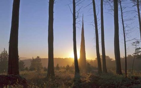 10 astonishing sculptures that blend perfectly with nature | Creative Bloq