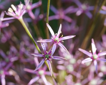 Best rabbit-repellent plants: 14 top choices for your yard | Gardeningetc