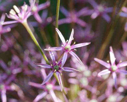 Best rabbit-repellent plants: 14 top choices for your yard | Gardeningetc