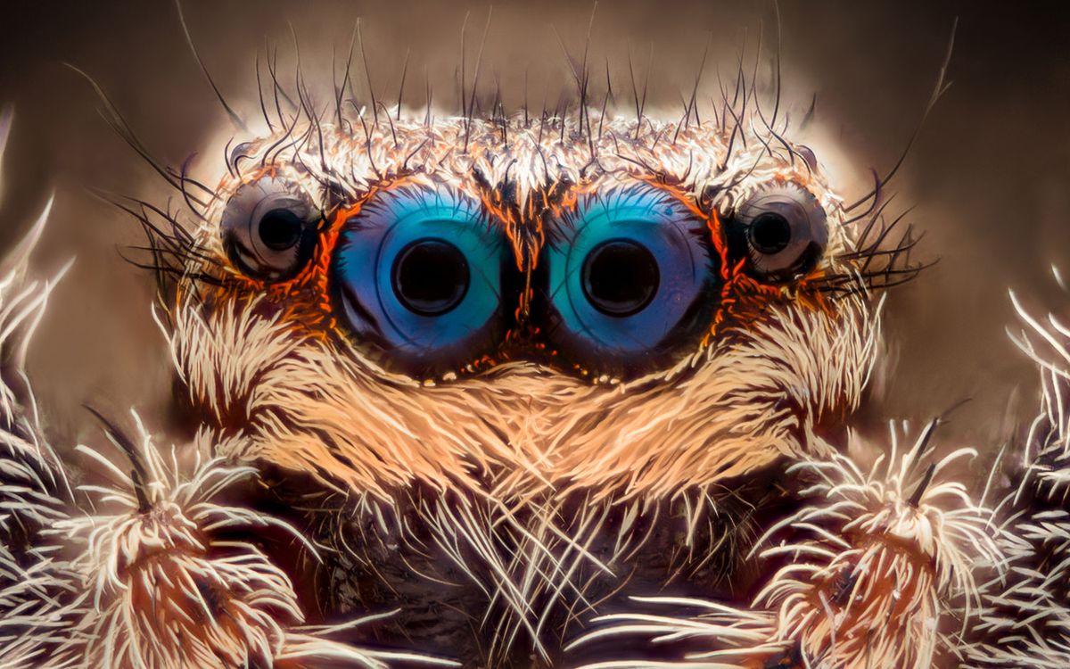 21 Totally Sweet Spider Superlatives | Live Science