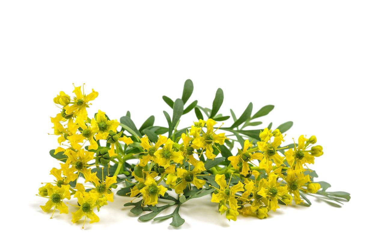 Plants That Repel Evil Spirits – Traditionally Used Herbs Against Evil ...