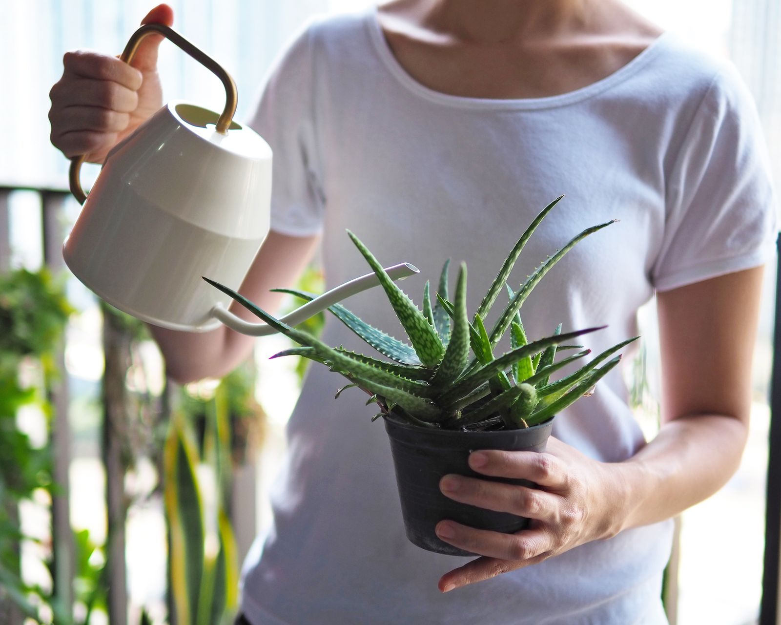 Aloe Plant Drooping: 7 Common Causes & How To Fix Them | Gardening Know How